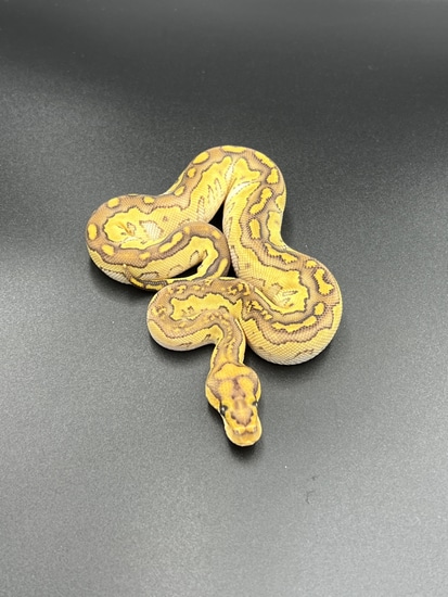 Lesser Clown Ball Python by Osmun Reptiles