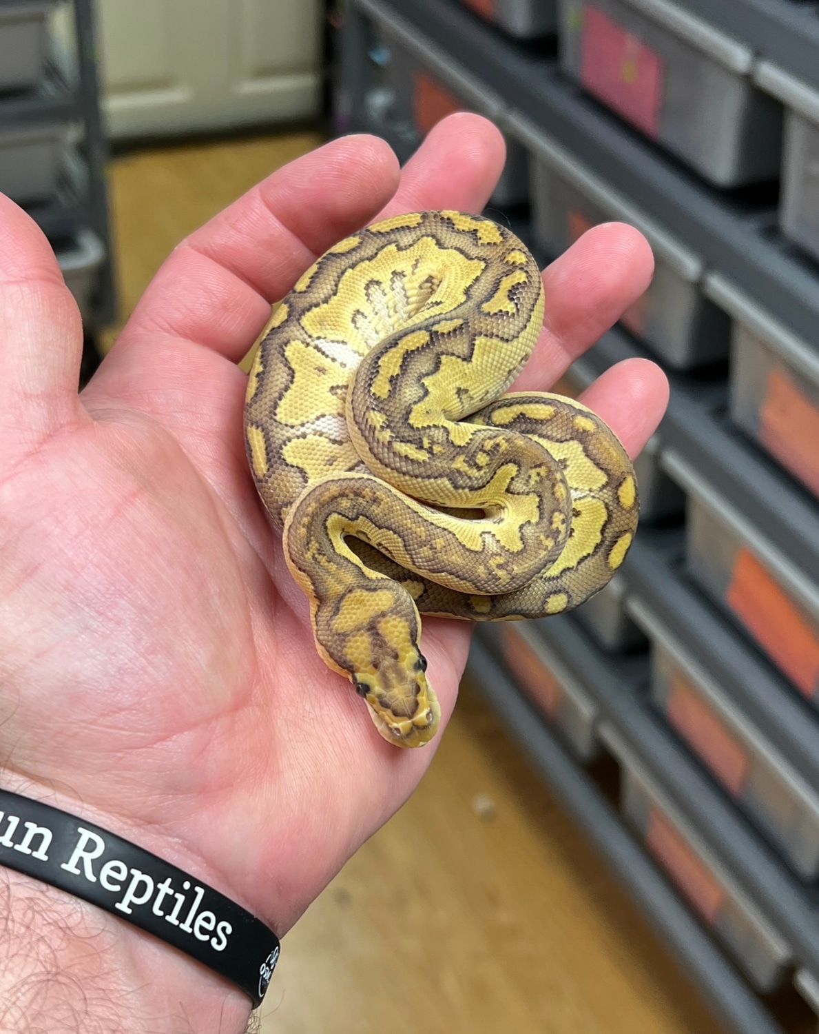 Lesser Clown Ball Python by Osmun Reptiles - MorphMarket