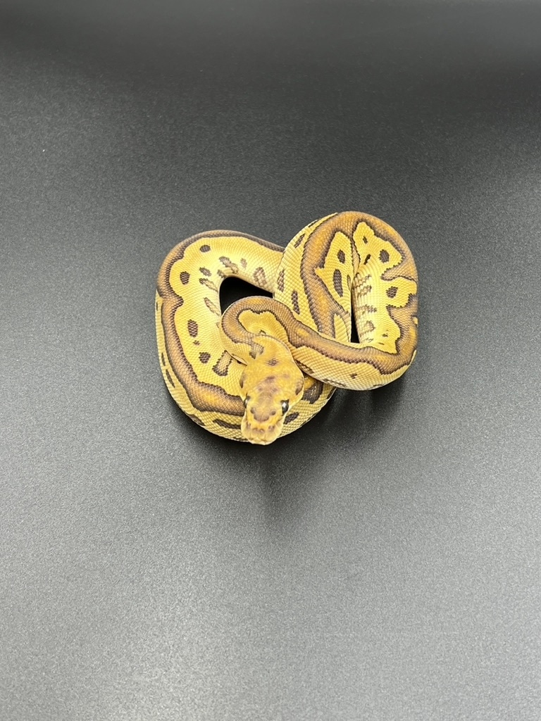 Leopard Lesser Clown Ball Python by Osmun Reptiles - MorphMarket