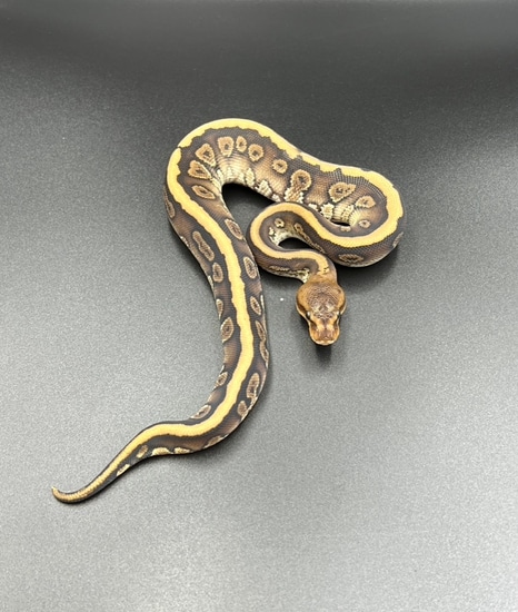 Mahogany GHI 100% Het Clown Ball Python by Osmun Reptiles