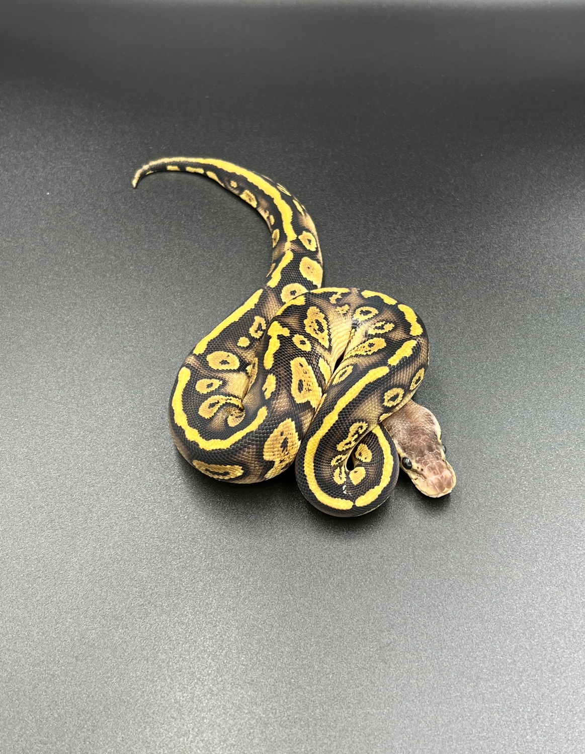 Pastel Mahogany GHI 100% Het Clown Ball Python by Osmun Reptiles ...
