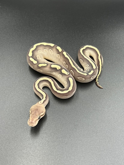 Mahogany GHI Lesser 100% Het Clown Ball Python by Osmun Reptiles