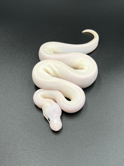 Butter Mojave + Ball Python by Osmun Reptiles