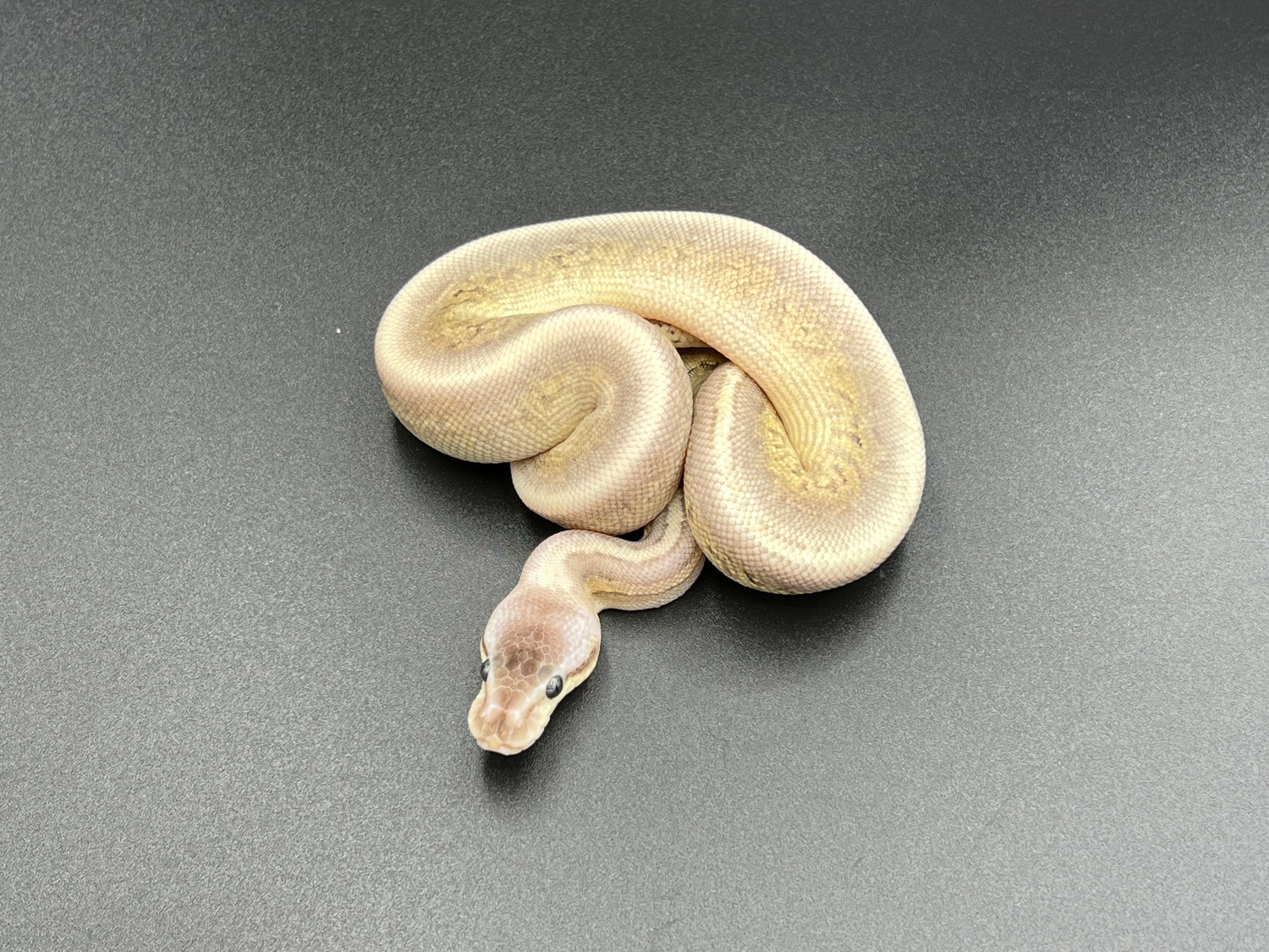 Pastel Cinnamon Pinstripe + Ball Python by Osmun Reptiles - MorphMarket