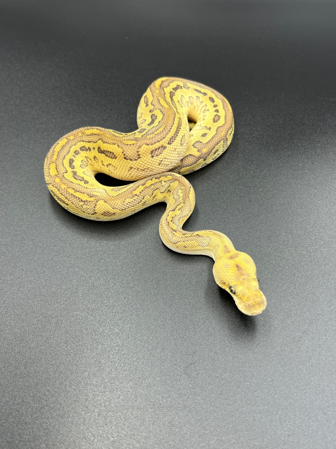 Bongo Leopard Lesser Clown Ball Python by Osmun Reptiles - MorphMarket