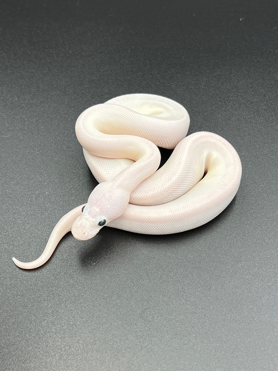 Butter Mojave + Ball Python by Osmun Reptiles - MorphMarket