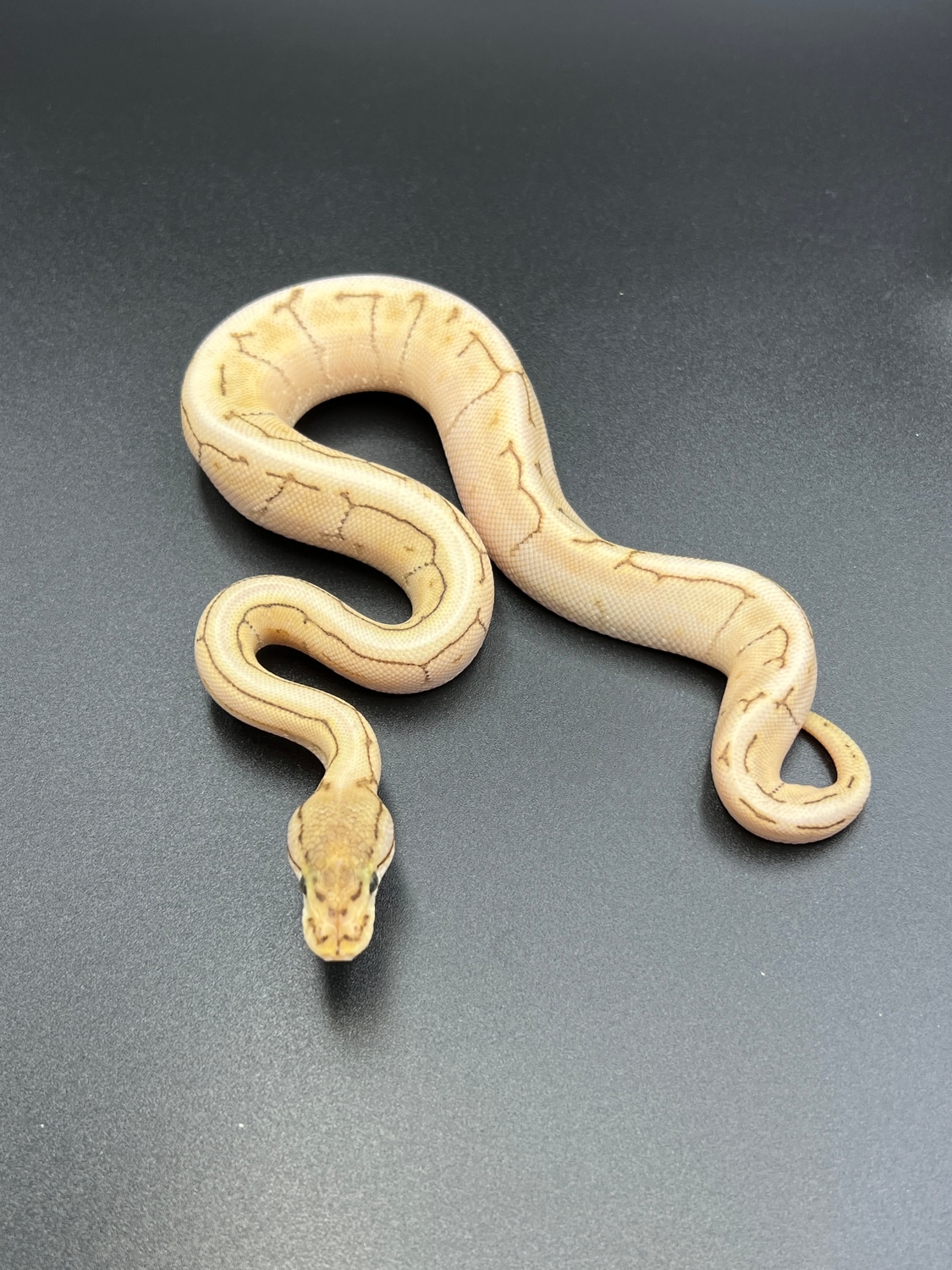 Lesser Spider 66% Pos Double Het Clown, VPI Axanthic Ball Python by ...