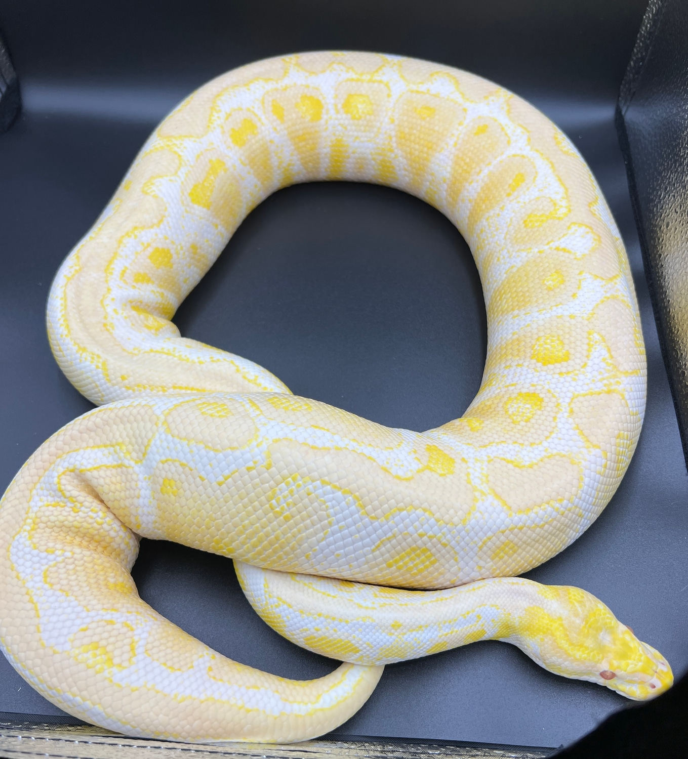 Spotnose Albino Ball Python by Osmun Reptiles - MorphMarket