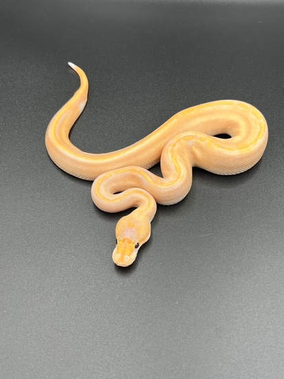 Black Pastel Banana Champagne 100% Het Clown Ball Python by Osmun ...