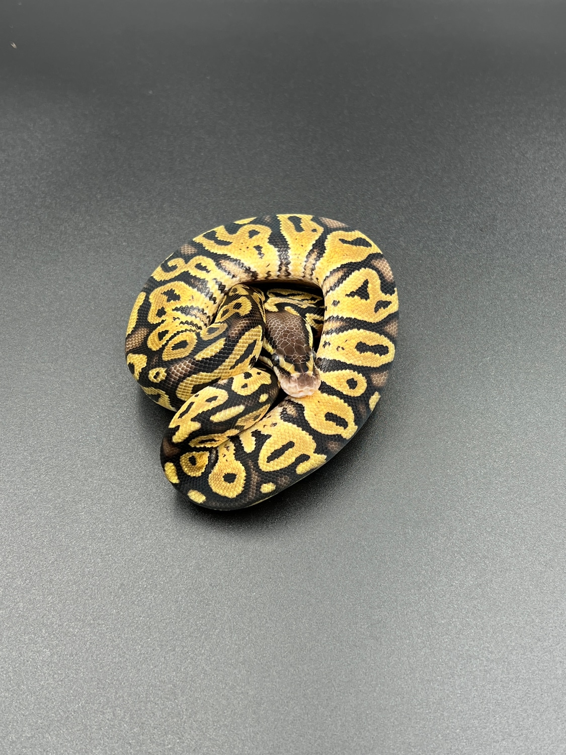 Pastel Yellowbelly 66% Pos Het Clown Ball Python by Osmun Reptiles ...