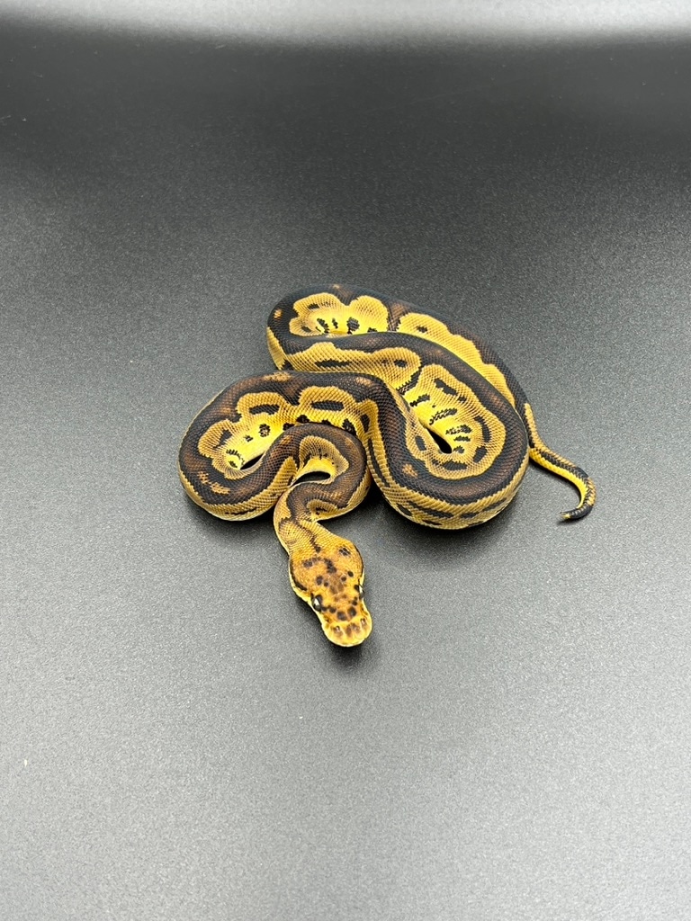 Leopard Bongo Clown Ball Python by Osmun Reptiles - MorphMarket