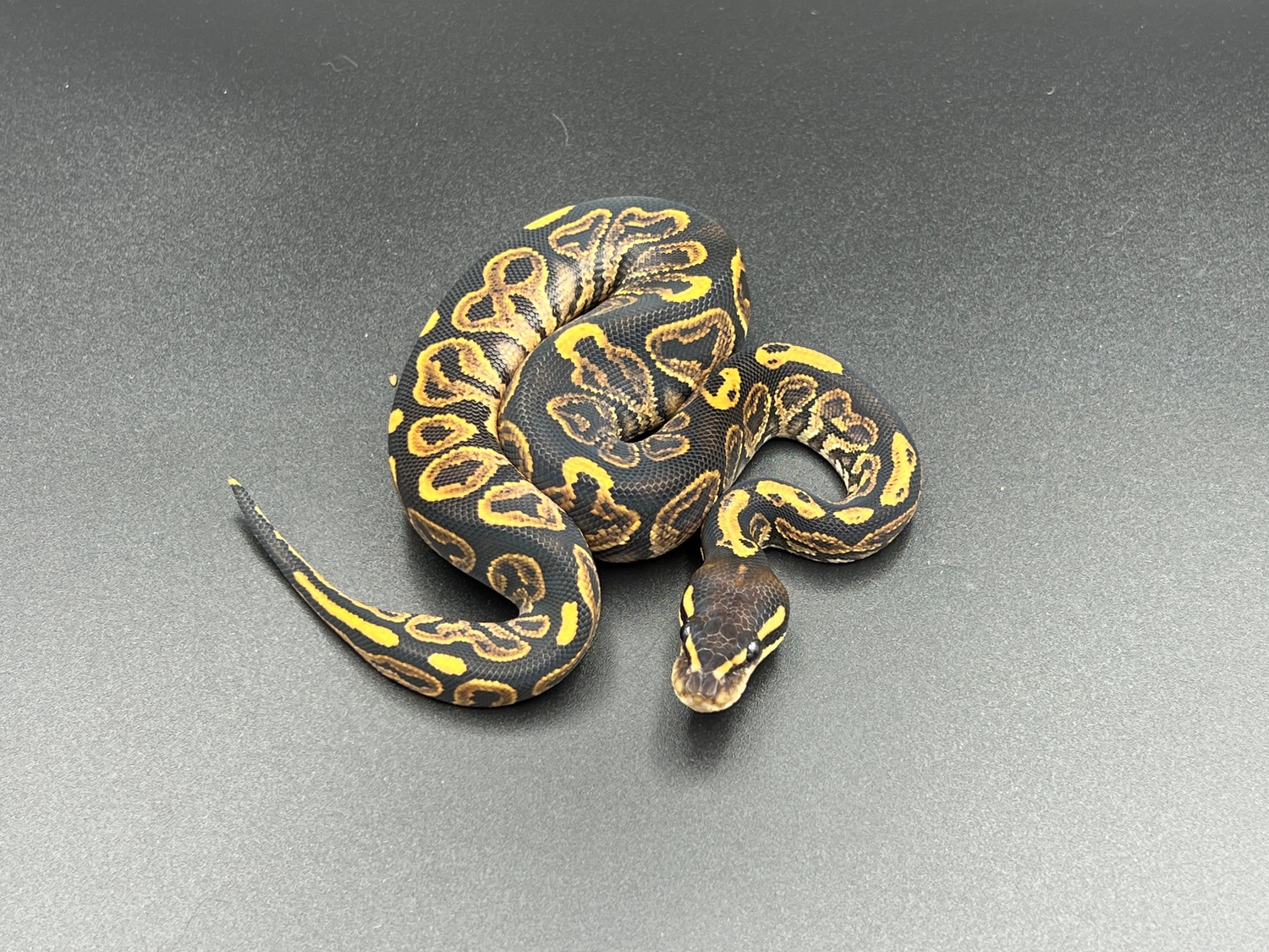Black Pastel Asphalt/YB Ball Python by Osmun Reptiles - MorphMarket