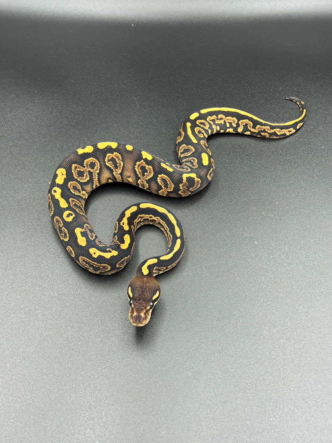 Black Pastel Asphalt/YB Ball Python by Osmun Reptiles - MorphMarket