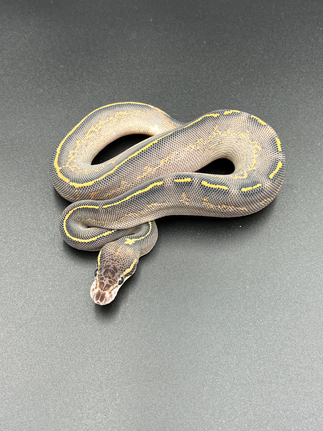 Black Pastel Freeway Ball Python by Osmun Reptiles - MorphMarket