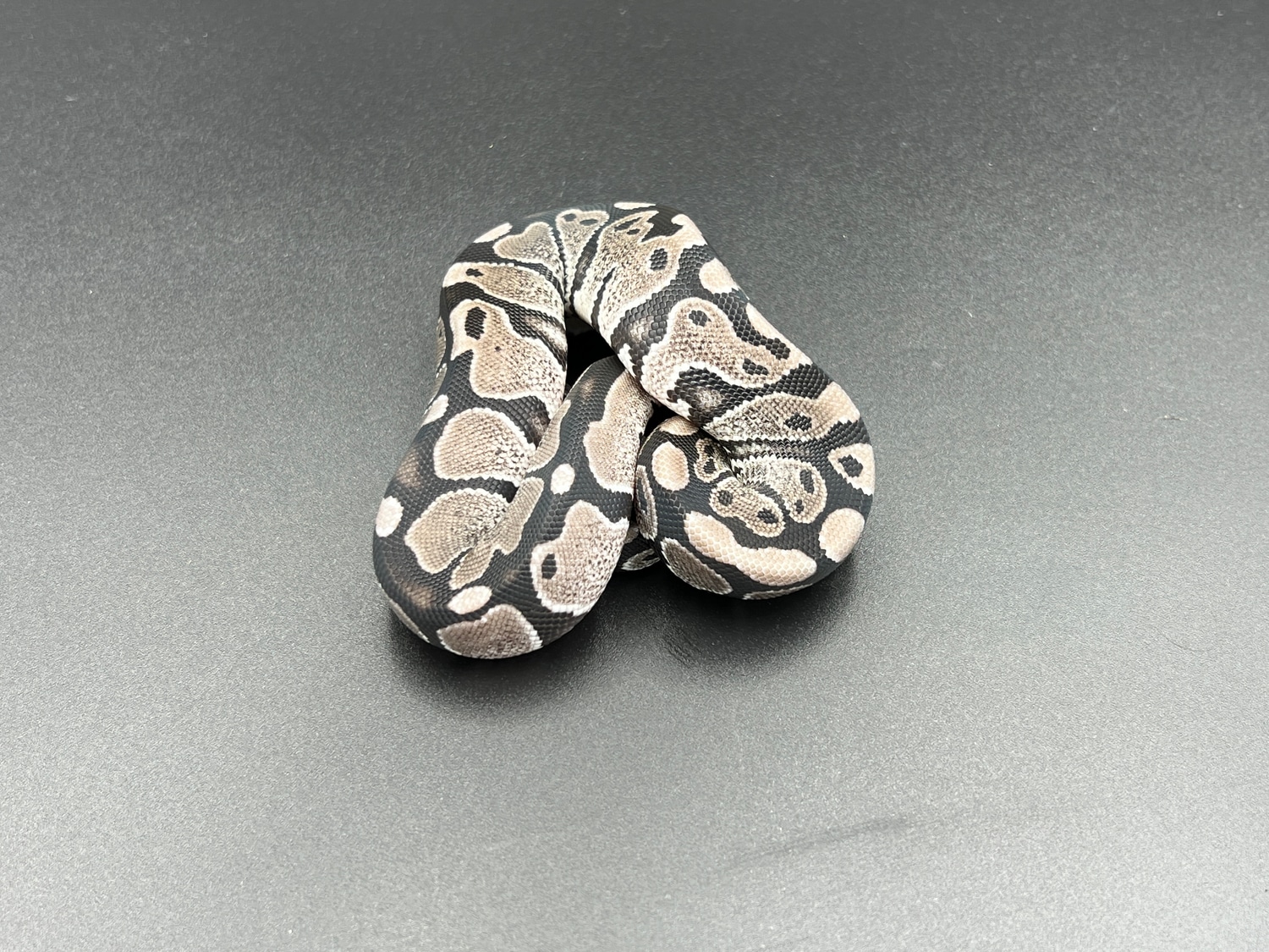 VPI Axanthic 100% Het Albino Ball Python by Osmun Reptiles - MorphMarket