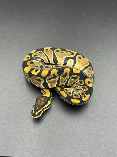 100% Double Het VPI Axanthic, Clown Ball Python by Osmun Reptiles