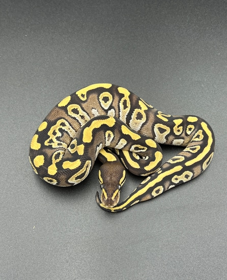 Mojave 100% Het Clown Ball Python by Osmun Reptiles - MorphMarket