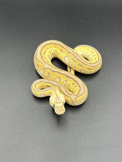 Pastel Lesser Leopard Clown Possible Bongo Ball Python by Osmun Reptiles