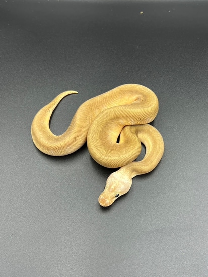 Pastel Mahogany HGW Pinstripe Clown Ball Python by Osmun Reptiles