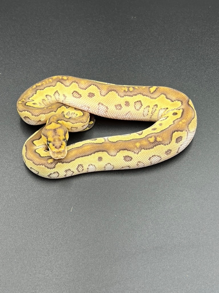 Lesser Clown Ball Python by Osmun Reptiles - MorphMarket