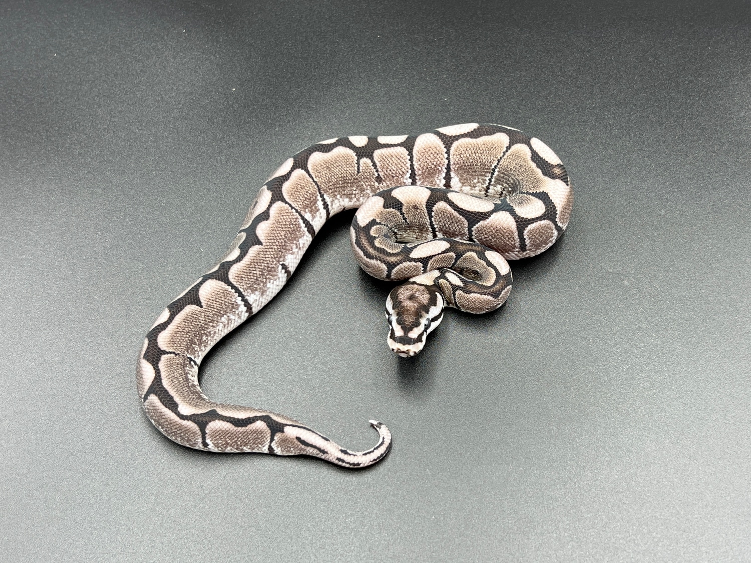 VPI Axanthic Spider 100% Het Albino Ball Python by Osmun Reptiles ...
