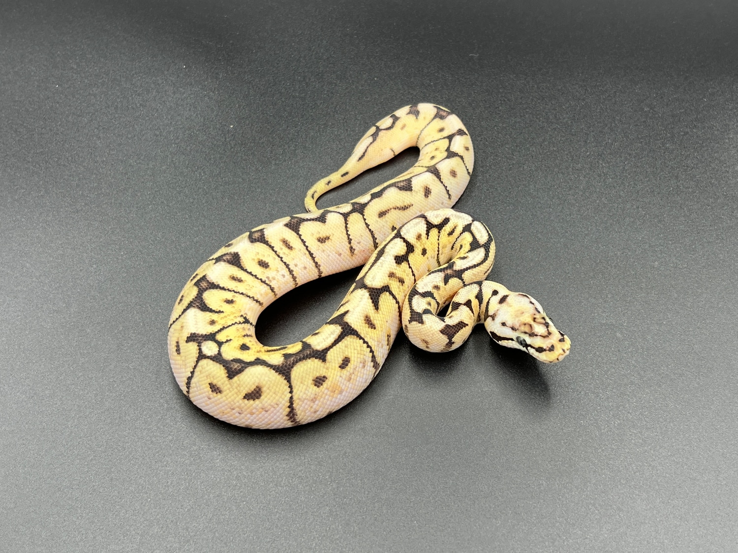 Pastel Spider Asphalt/YB Ball Python by Osmun Reptiles - MorphMarket