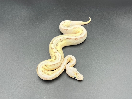 Pastel Spider Super Stripe Ball Python by Osmun Reptiles