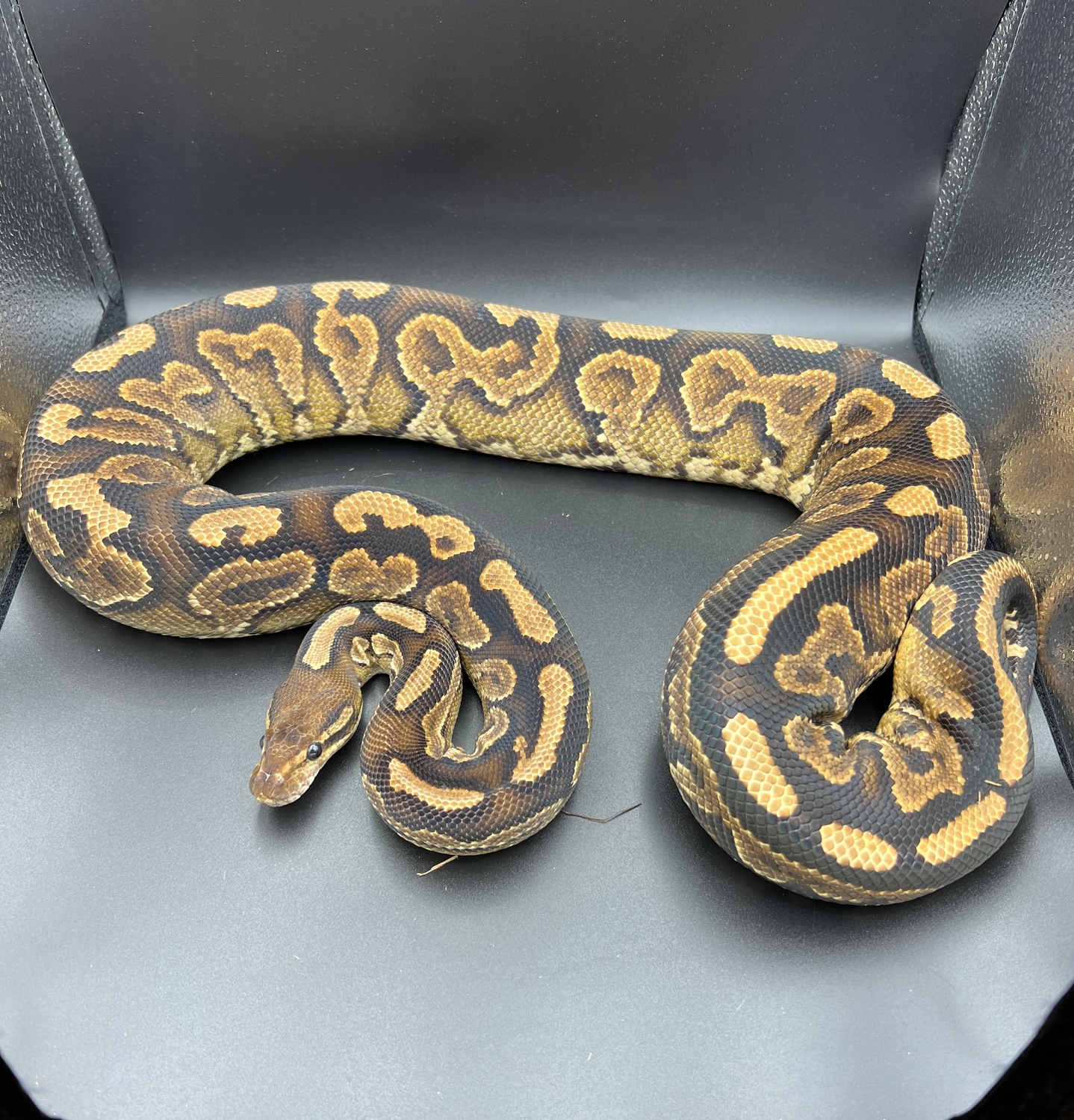 Black Pastel YB Ball Python by Osmun Reptiles - MorphMarket