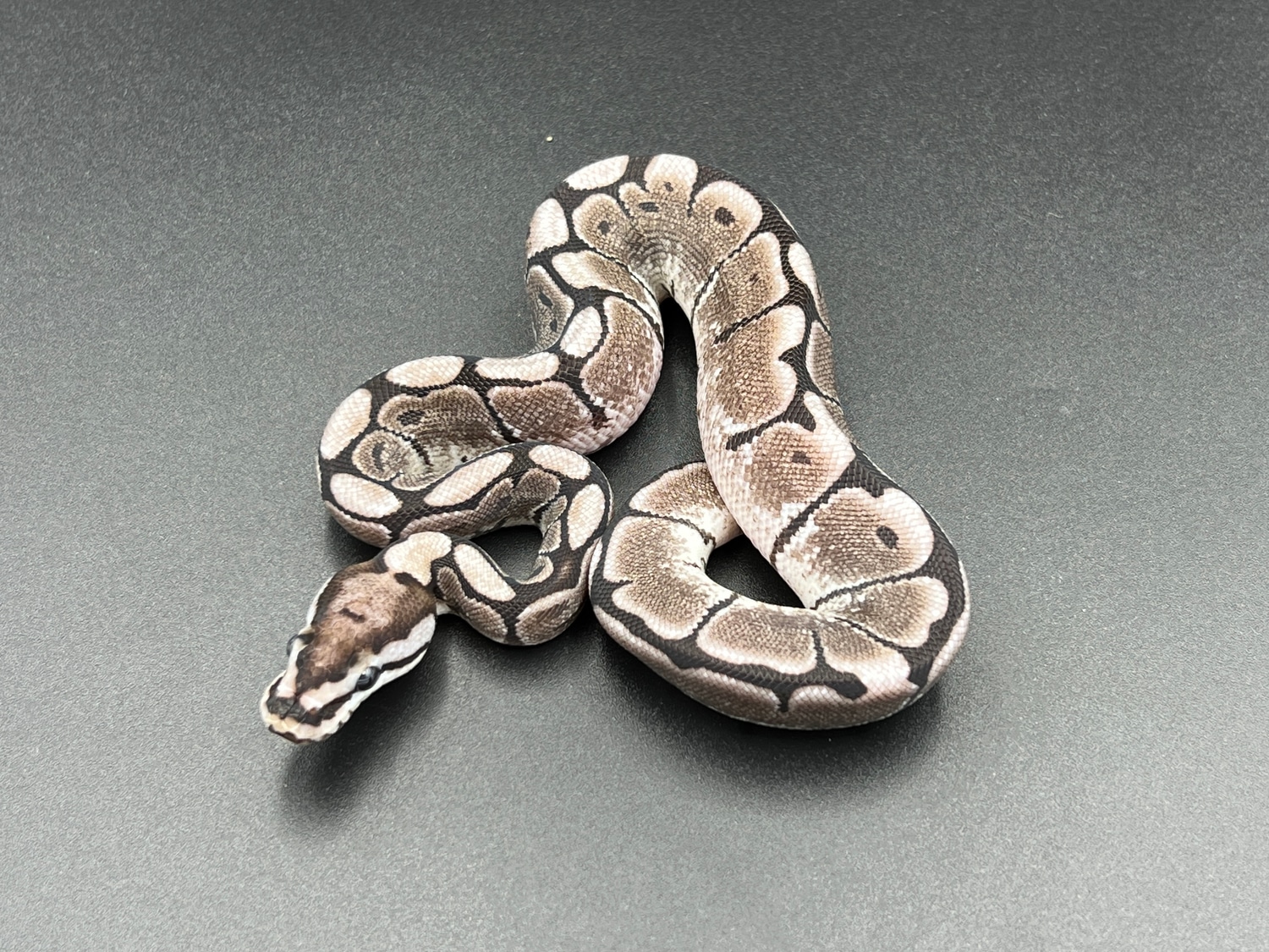 VPI Axanthic Spider 100% Het Albino Ball Python by Osmun Reptiles ...