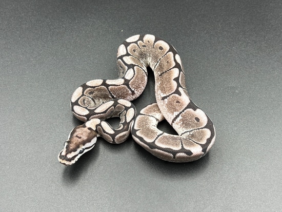VPI Axanthic Spider 100% Het Albino Ball Python by Osmun Reptiles