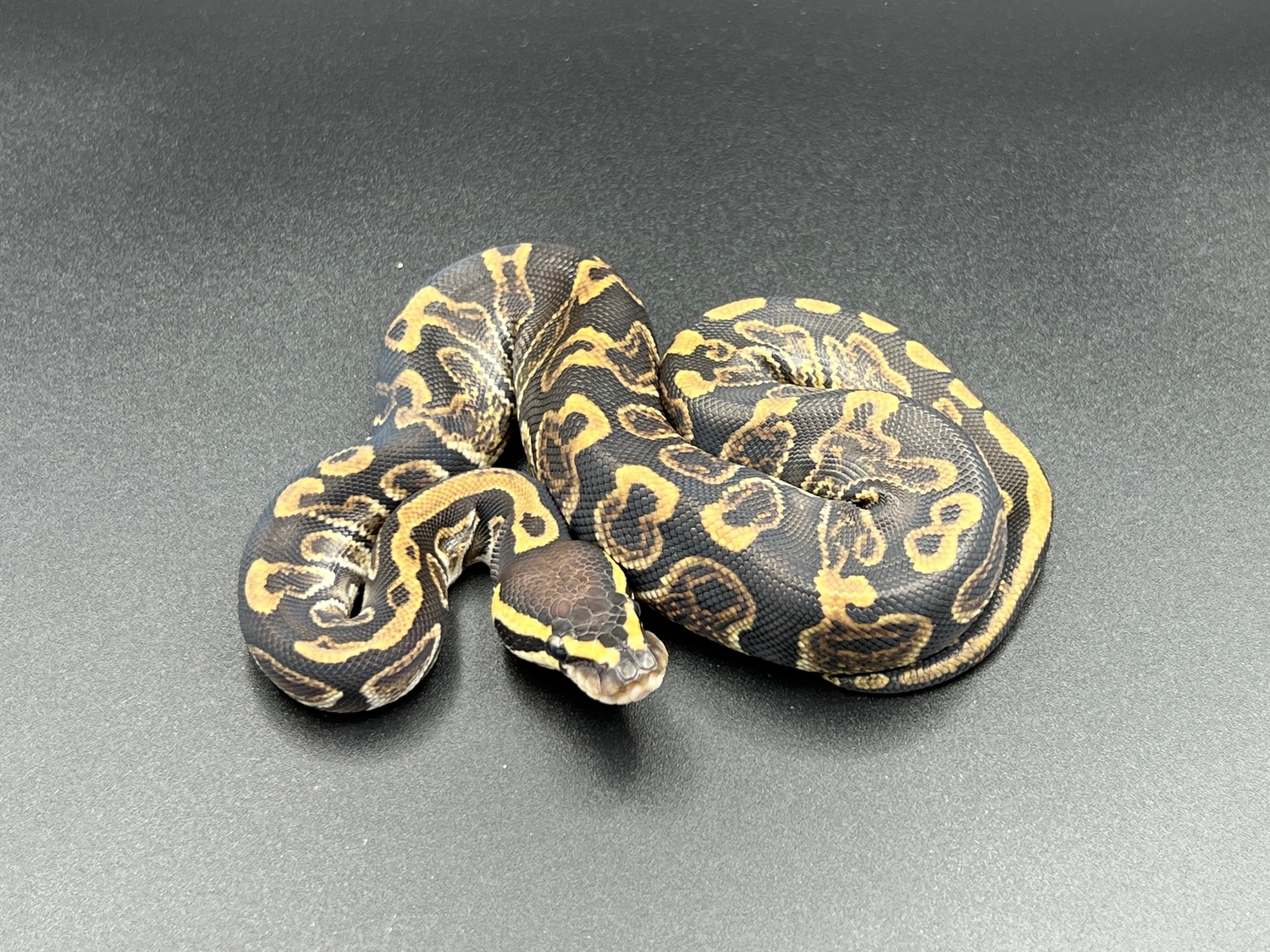 GHI 100% Double Het Clown, Pied Ball Python by Osmun Reptiles - MorphMarket