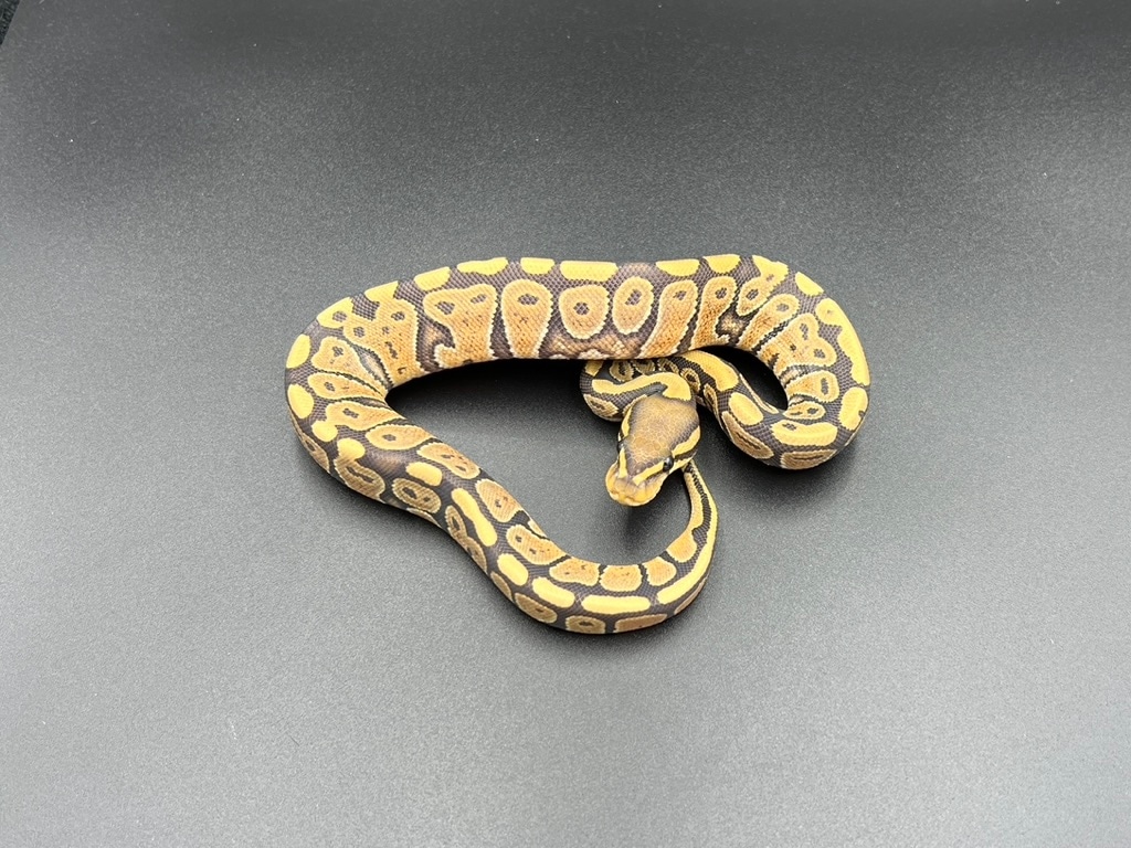 Hypo Het Desert Ghost Ball Python by Osmun Reptiles - MorphMarket