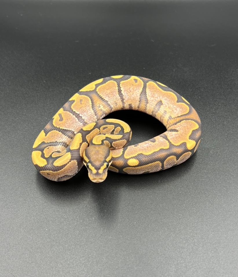 Hypo Calico 66% Het Clown Ball Python by Osmun Reptiles - MorphMarket