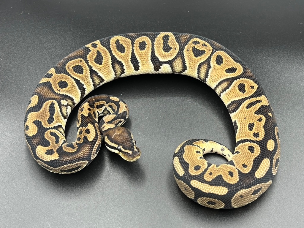 HRA 100% Het Clown Ball Python by Osmun Reptiles - MorphMarket