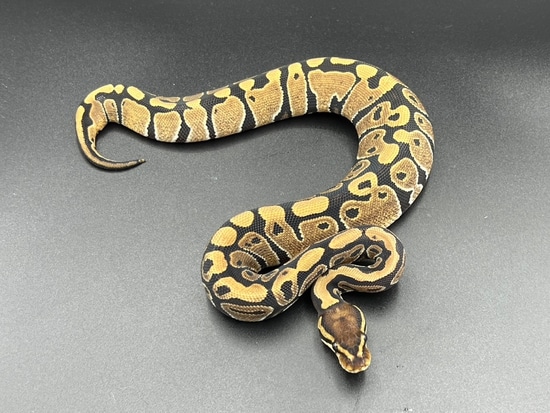 Normal Ball Python by Osmun Reptiles