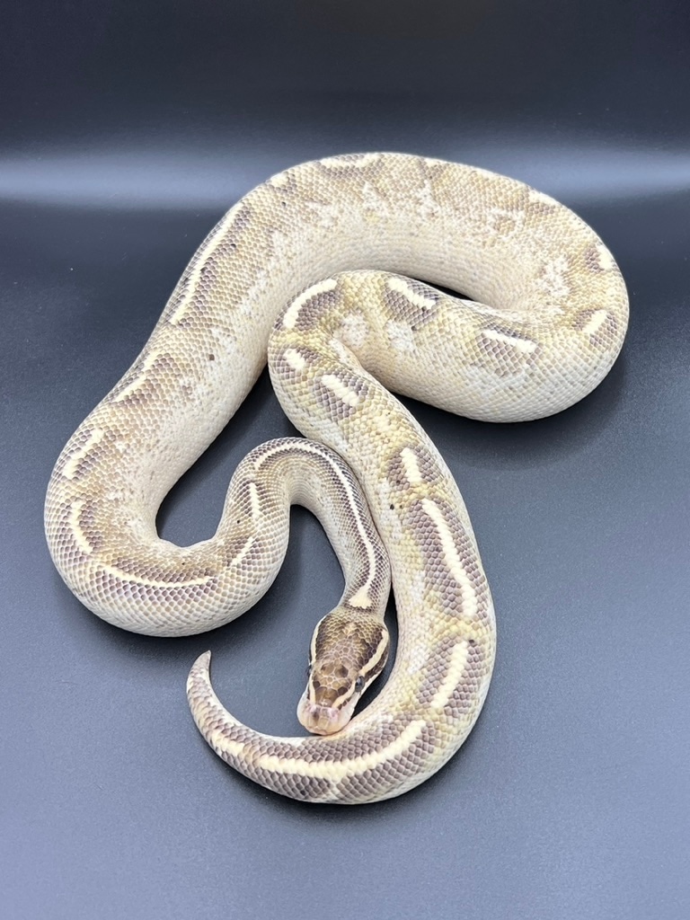 Freeway Ball Python by Osmun Reptiles - MorphMarket