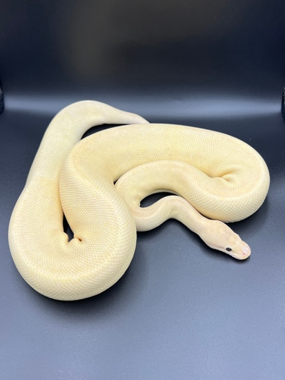 Banana Champagne Pinstripe Ball Python by Osmun Reptiles