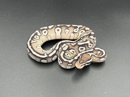 Pastel Mojave VPI Axanthic Het Pied Ball Python by Osmun Reptiles
