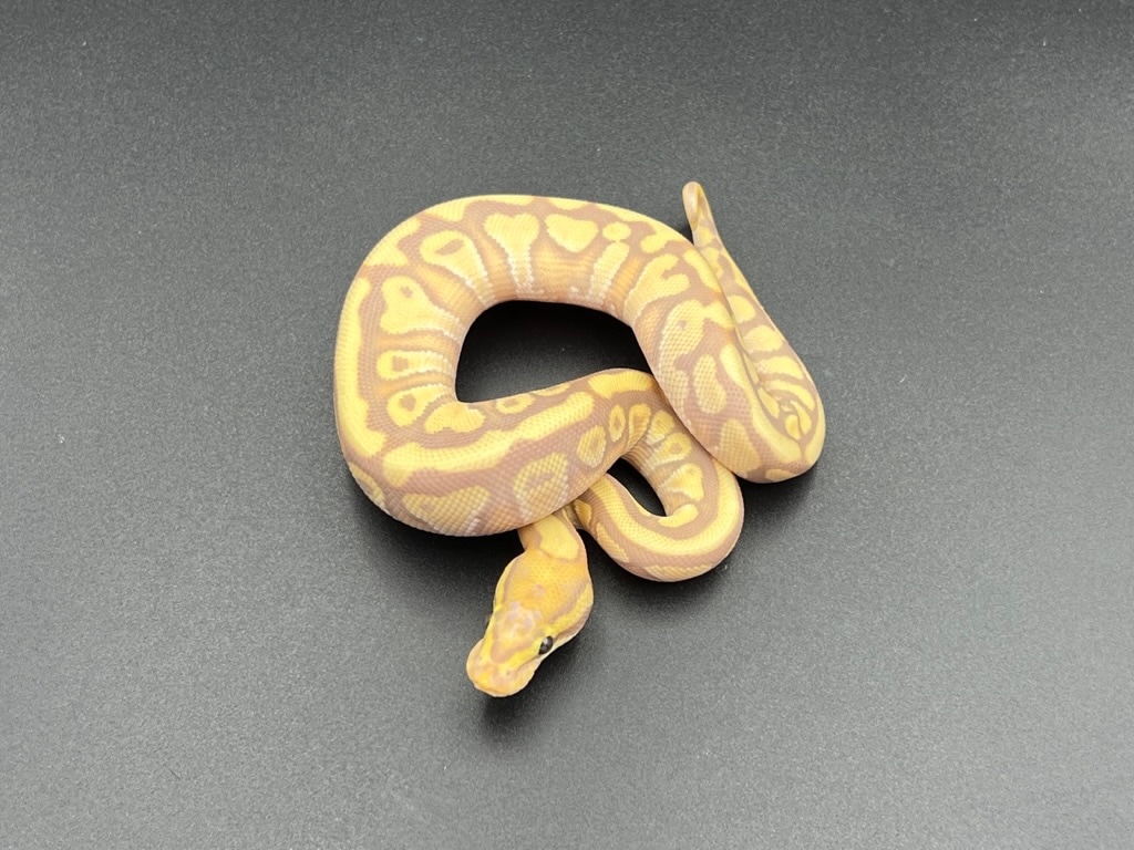 Mojave Banana Het Clown Ball Python by Osmun Reptiles - MorphMarket