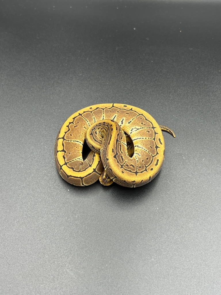 Pinstripe Het Clown Ball Python by Osmun Reptiles - MorphMarket