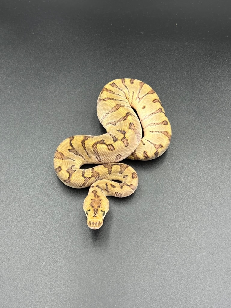 GHI HGW Enchi Clown Ball Python by Osmun Reptiles - MorphMarket