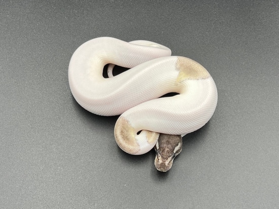 Mojave VPI Axanthic Pied Ball Python by Osmun Reptiles