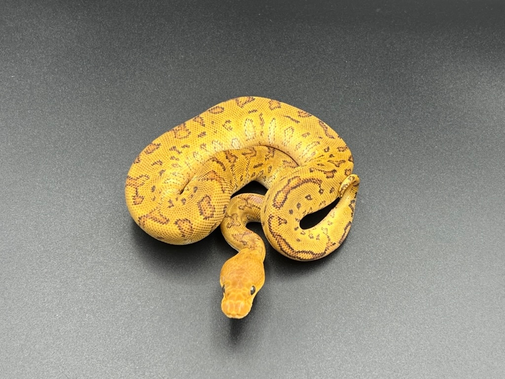 Pinstripe Mystic Specter/YB Clown Ball Python by Osmun Reptiles ...