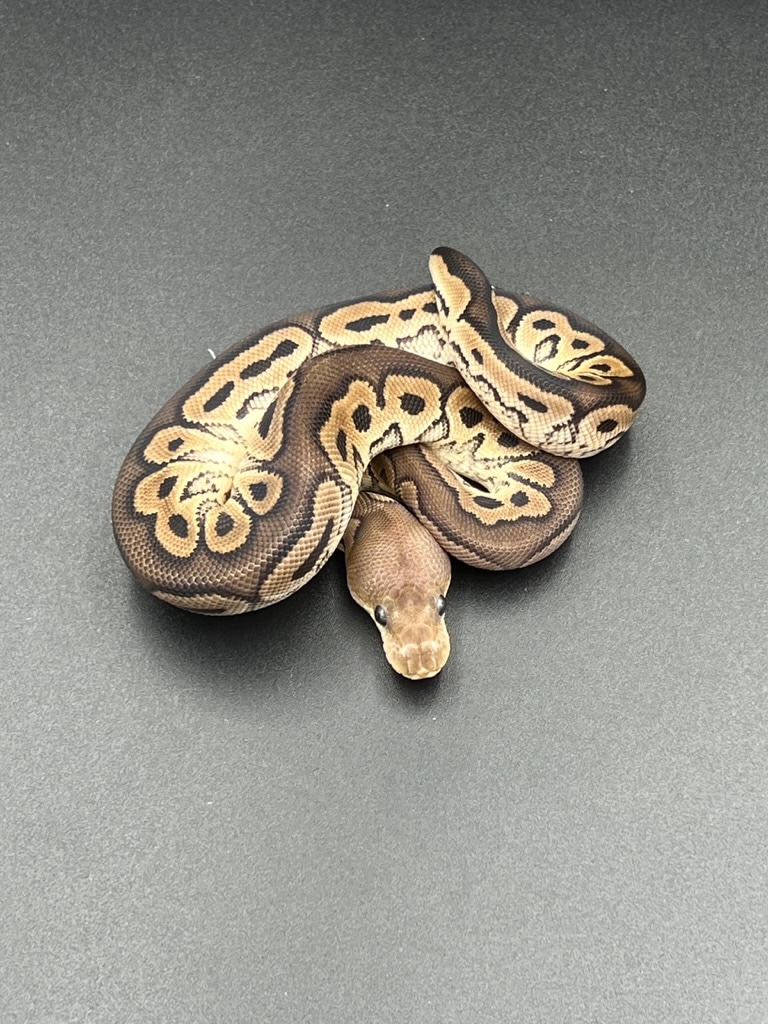 Cinnamon Clown Ball Python by Osmun Reptiles - MorphMarket