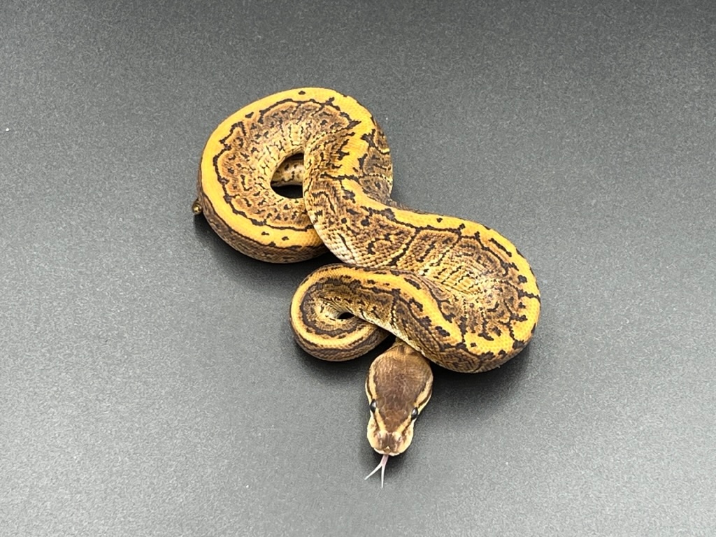 Black Pastel Pinstripe Het Clown Ball Python by Osmun Reptiles ...