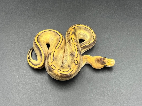 Champagne Het Clown Ball Python by Osmun Reptiles