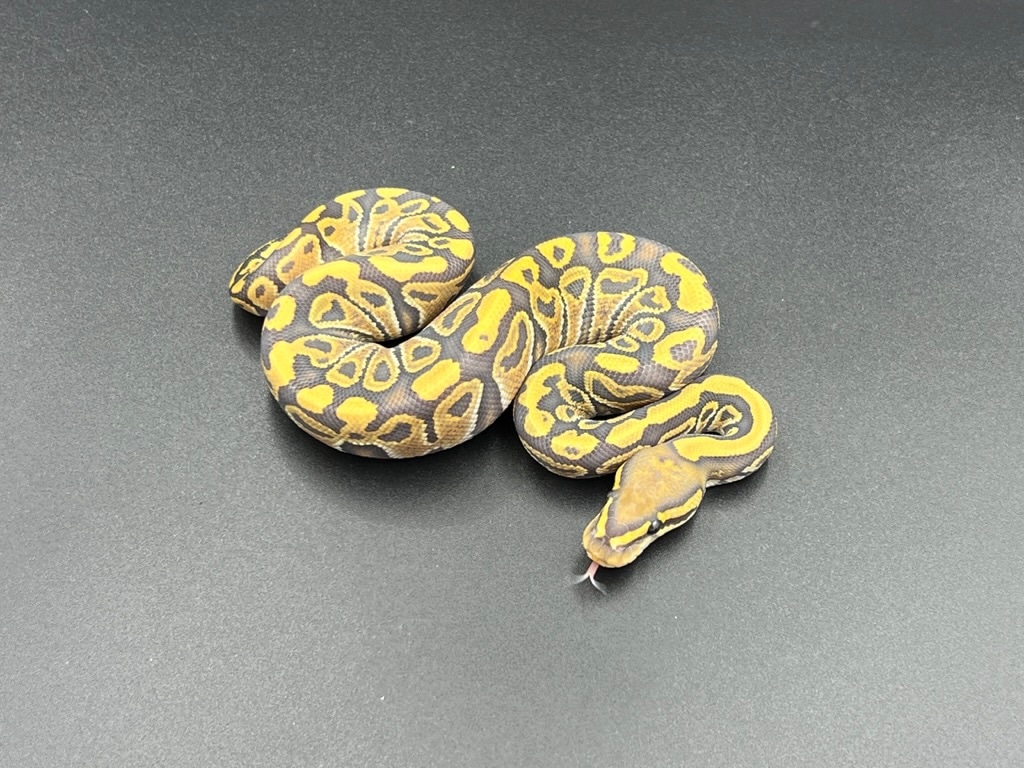 Hypo 66% Het Clown Ball Python by Osmun Reptiles - MorphMarket