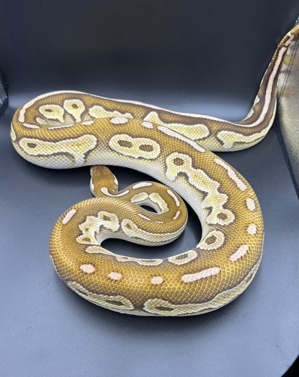 Lesser Cinnamon/black Pastel Ball Python by Osmun Reptiles