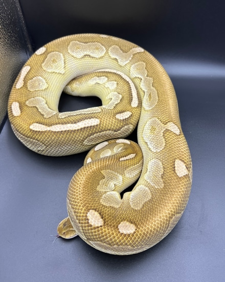 Lesser Black Pastel/cinnamon Ball Python by Osmun Reptiles