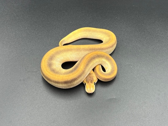 Black Pastel Champagne Het Clown Possible Pinstripe Ball Python by Osmun Reptiles